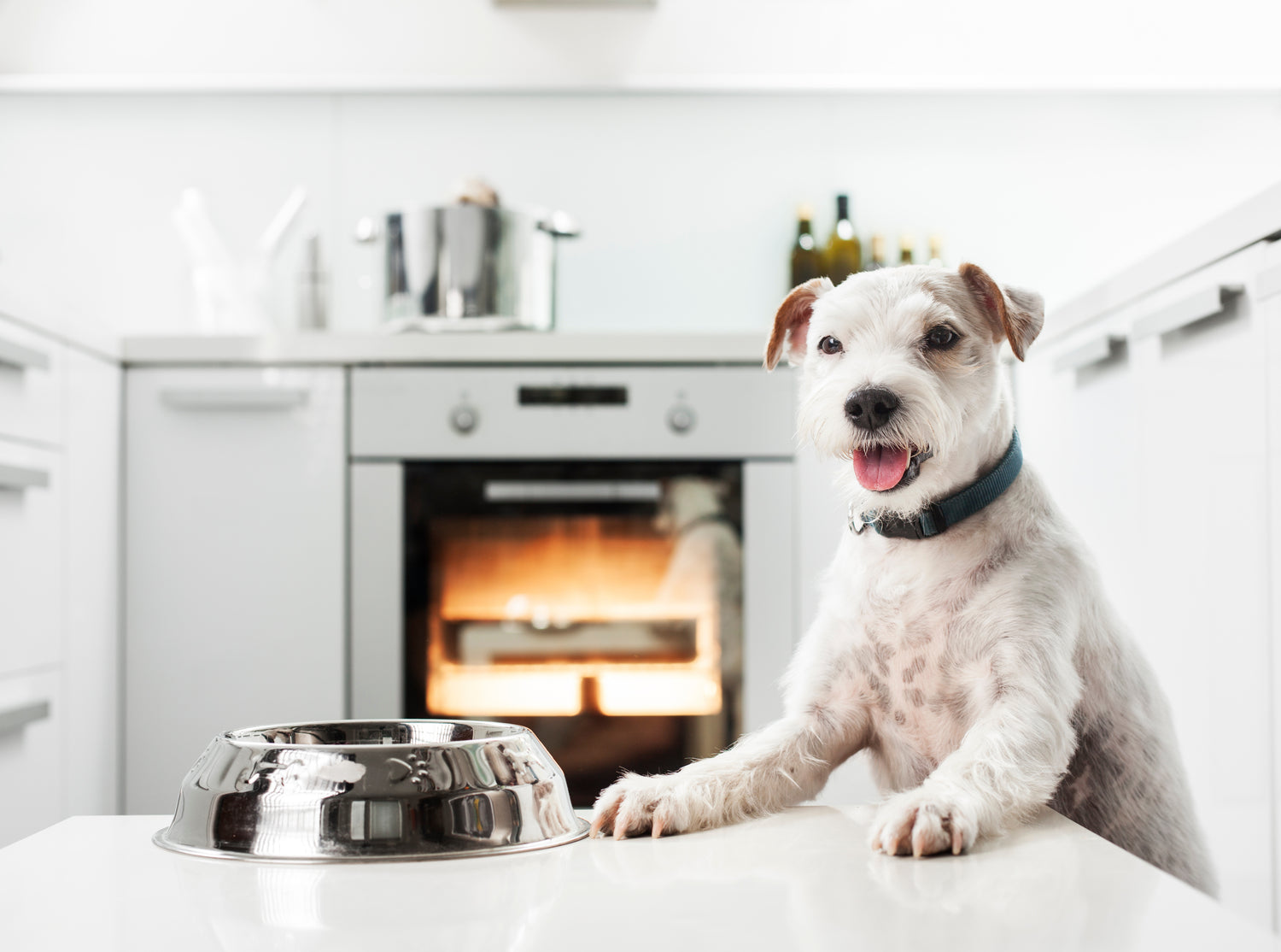 Sensitive Dogs – Healthy Active Pet