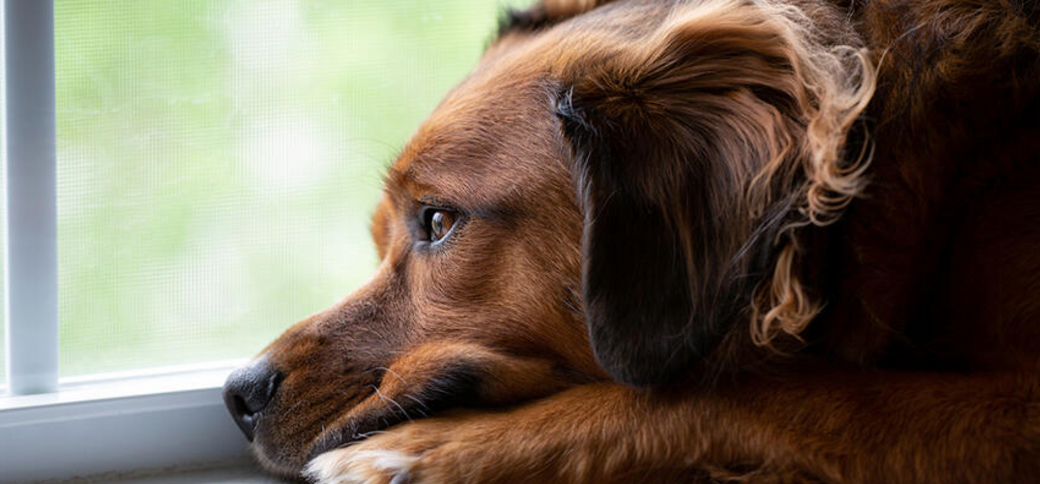 13 signs your dog is stressed, depressed or sad – Healthy Active Pet