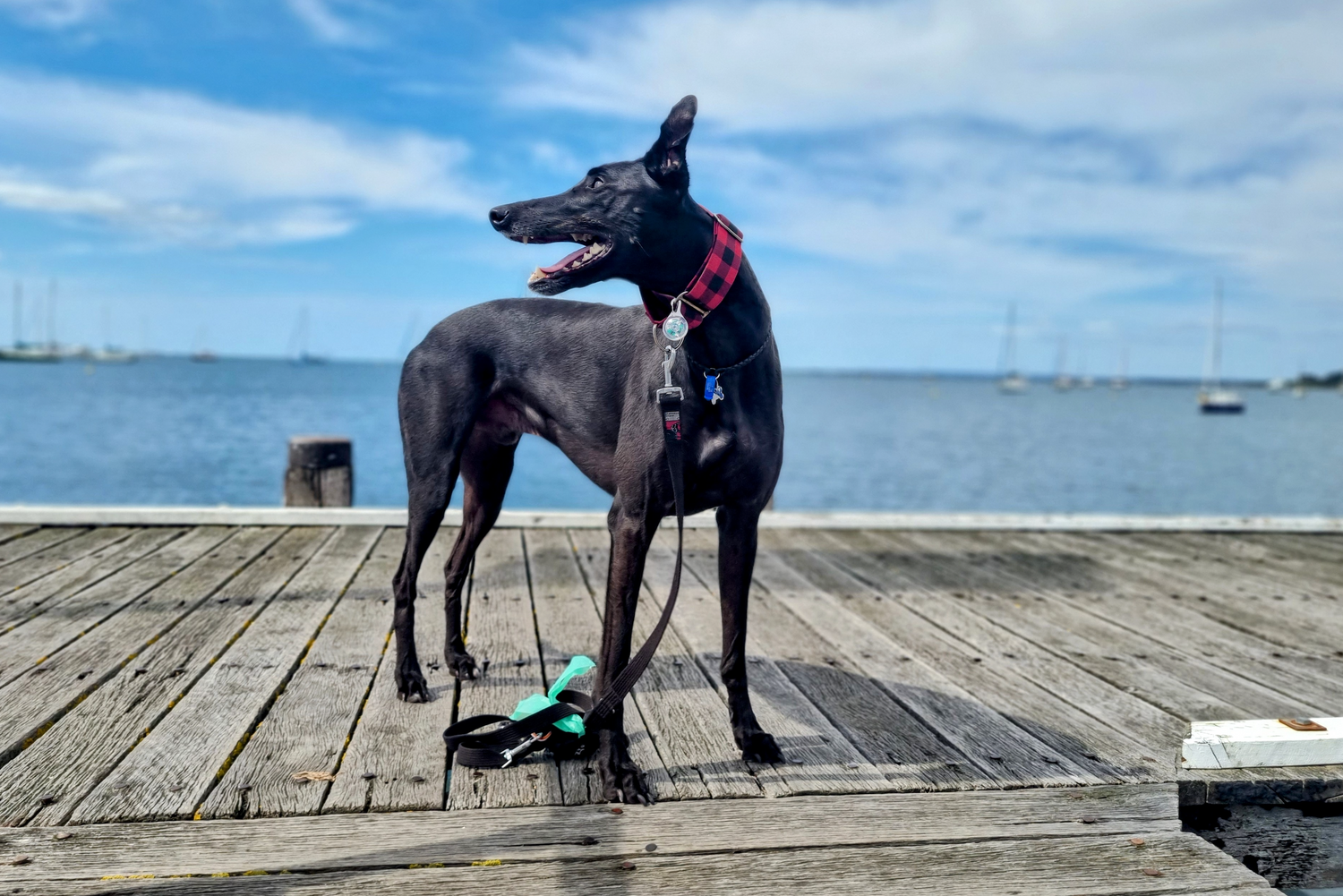 Why Greyhound Rescue is so important – Healthy Active Pet