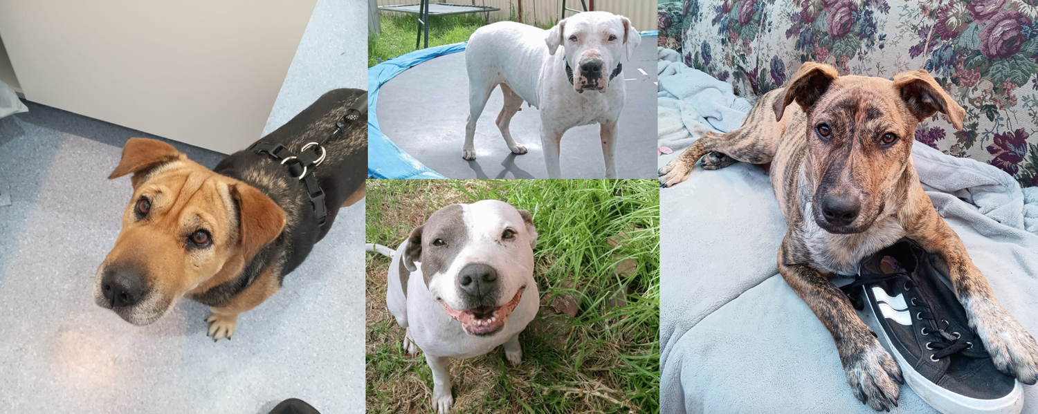 Incredible adopt a dog and dog rescue story – Healthy Active Pet